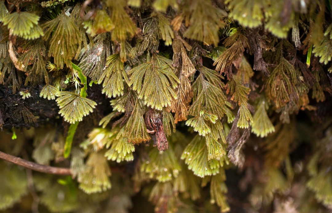 The Ultimate Guide to How to Grow Filmy Ferns in Terrariums – Another ...