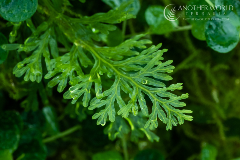 The Ultimate Guide to How to Grow Filmy Ferns in Terrariums – Another ...