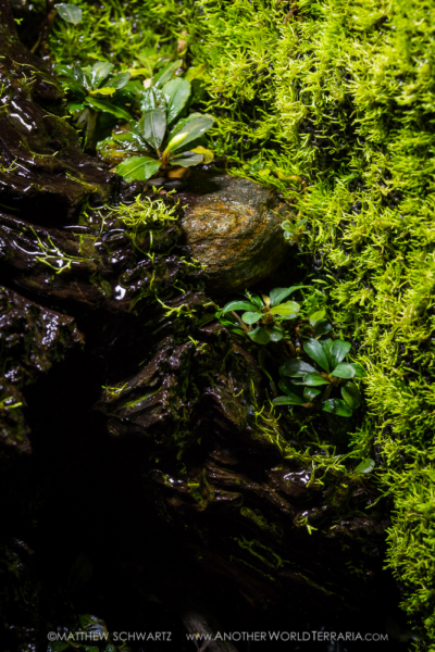 How I Built the 10G Drip Wall Terrarium – Another World Terraria