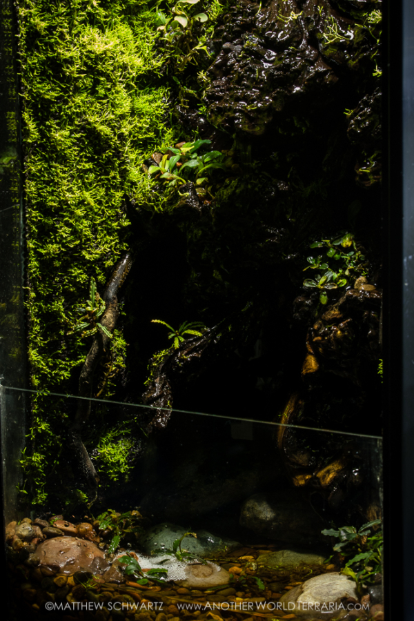 How I Built the 10G Drip Wall Terrarium – Another World Terraria