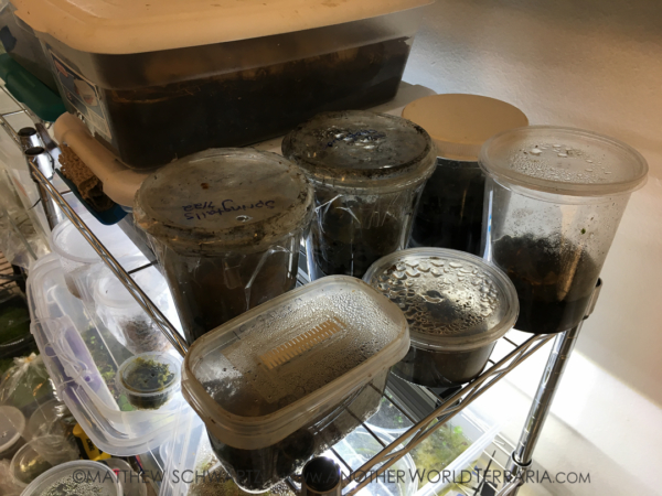 How To Make a Springtail Culture (Terraria Clean Up Crew!) – Another ...