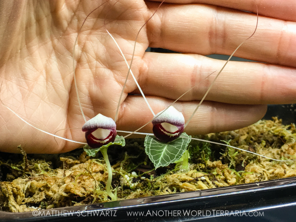 Corybas cf kaiganganianus (sp Philippines) – Another World Terraria