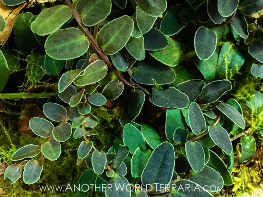 Marcgravia sp Condor Lime – Another World Terraria