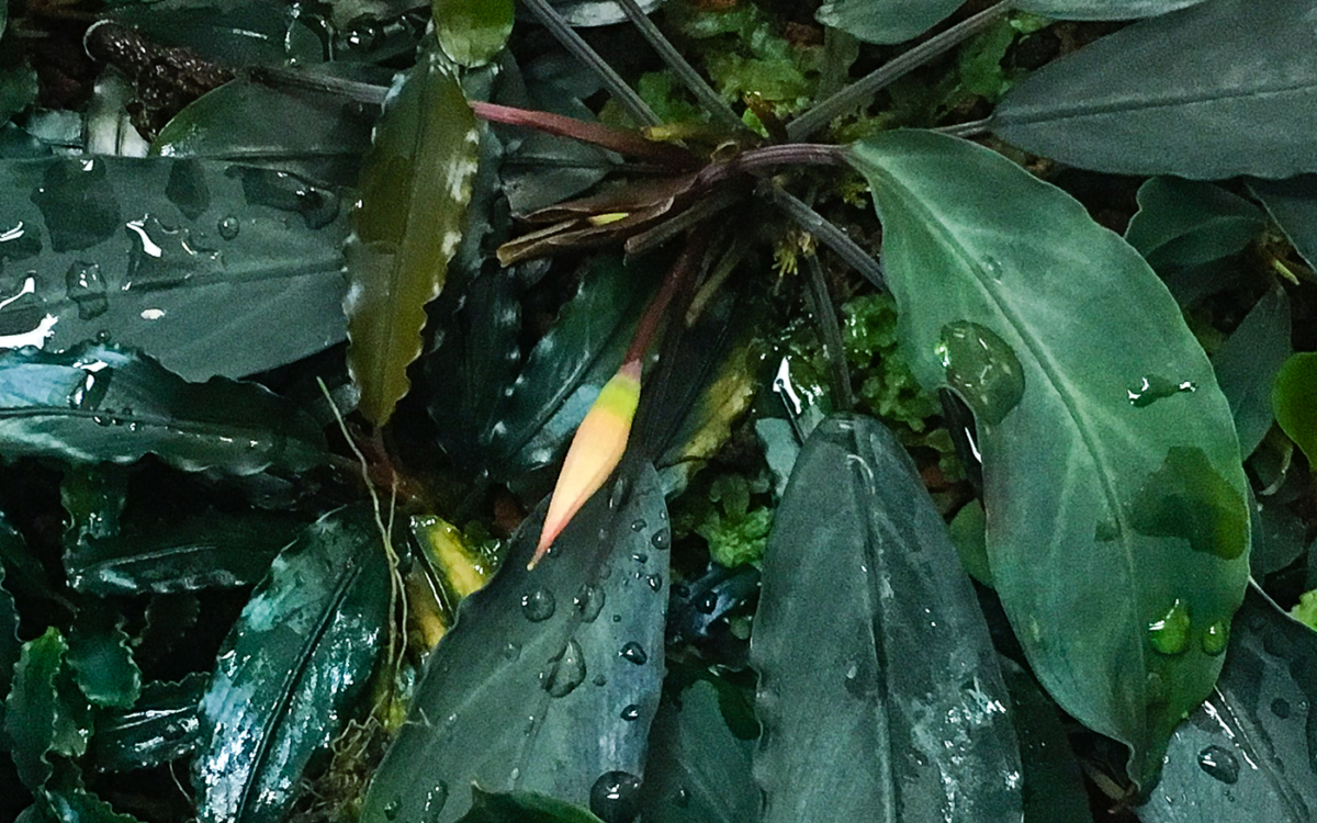 How I Built the 10G Drip Wall Terrarium – Another World Terraria