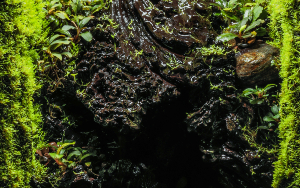 How I Built the 10G Drip Wall Terrarium – Another World Terraria