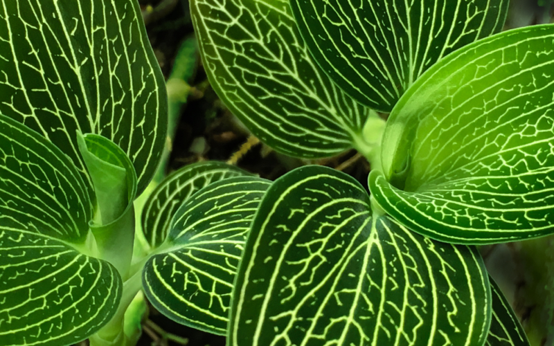 Plants – Another World Terraria