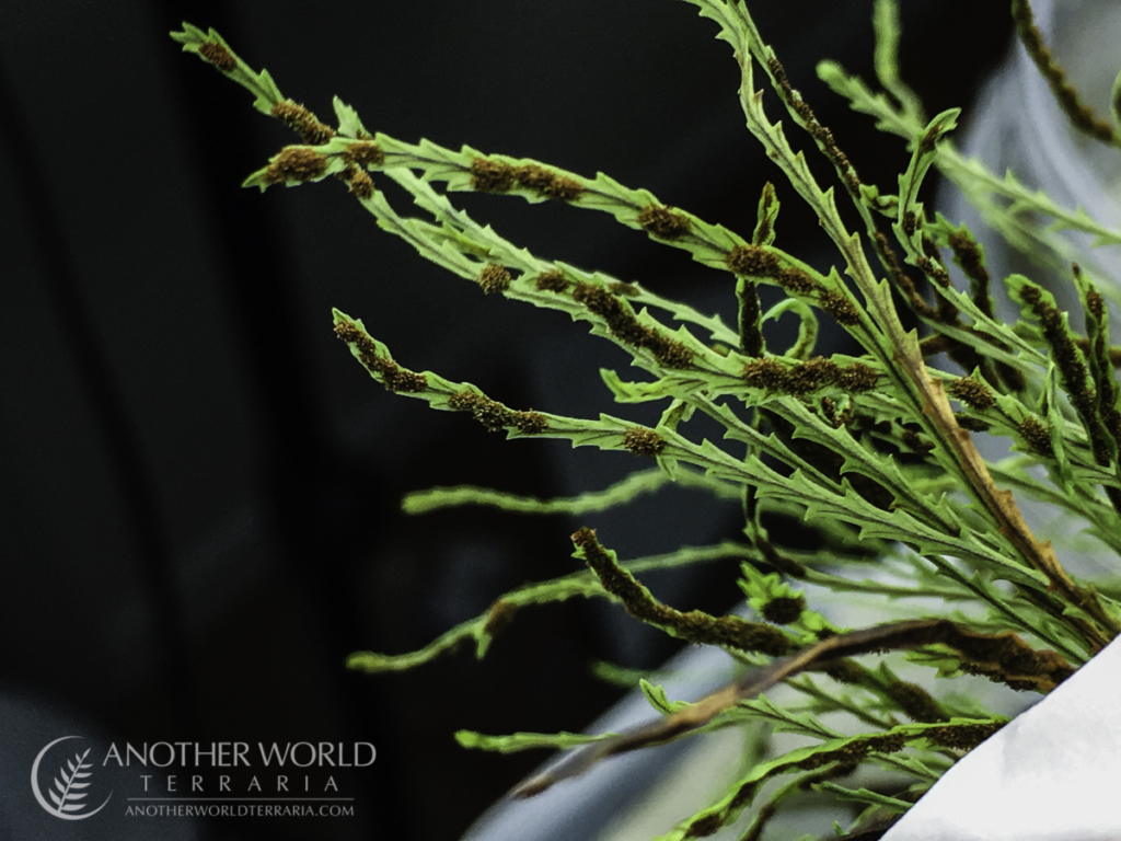 Cochlidium serrulatum – Another World Terraria