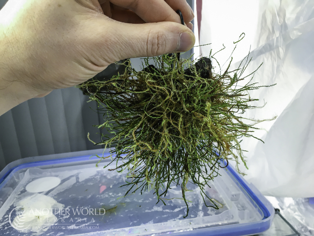 Cochlidium serrulatum – Another World Terraria