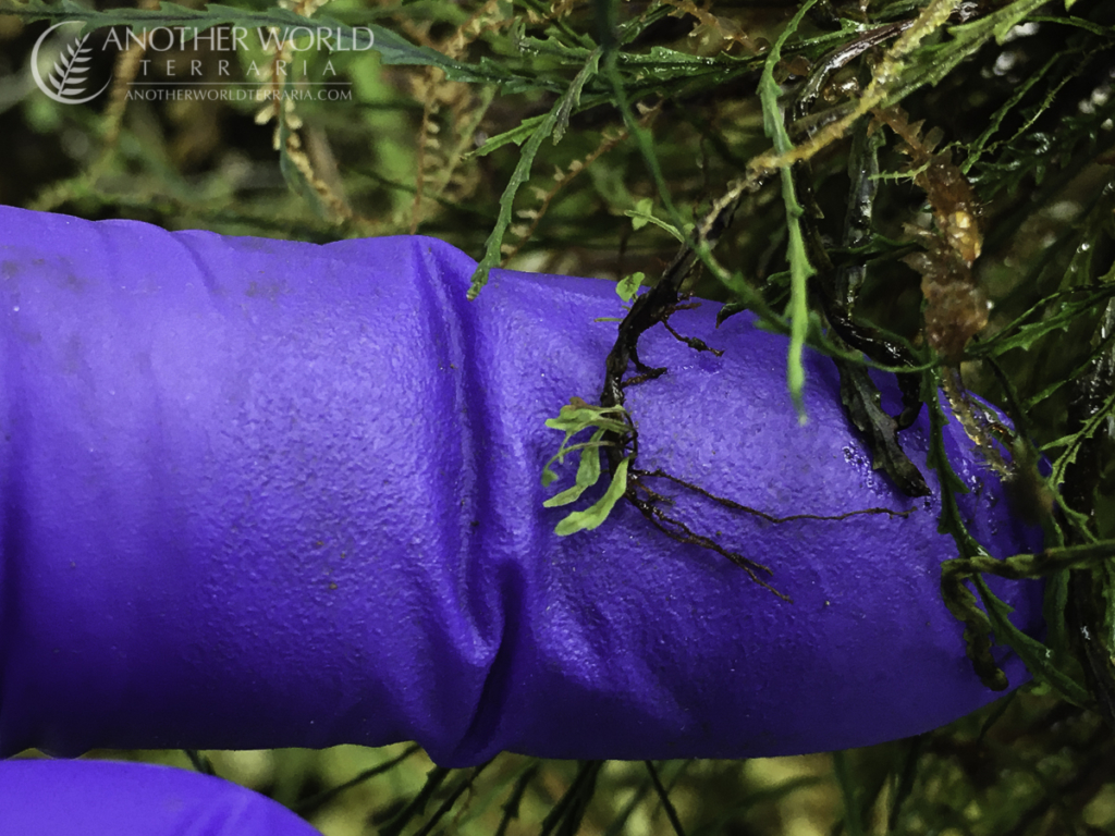 Cochlidium serrulatum – Another World Terraria