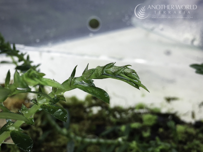 Argostemma sp. Thailand – Another World Terraria