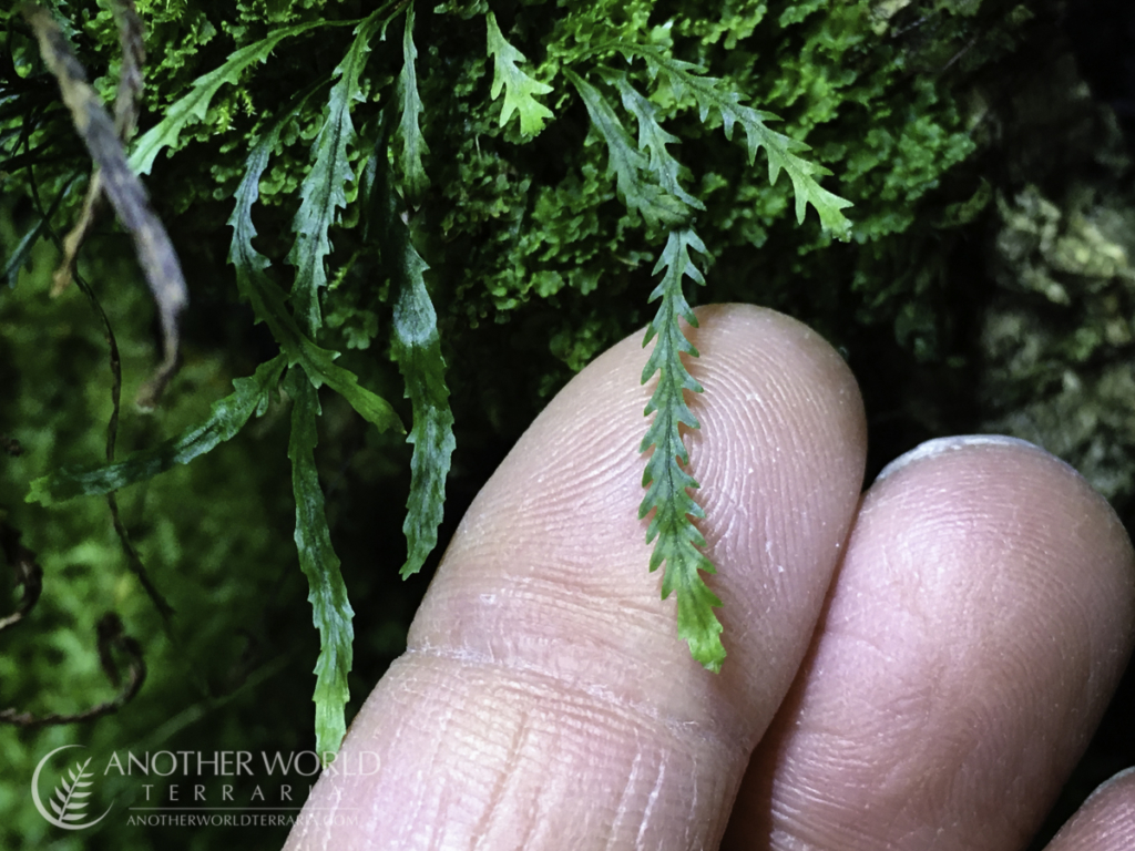 Cochlidium serrulatum – Another World Terraria