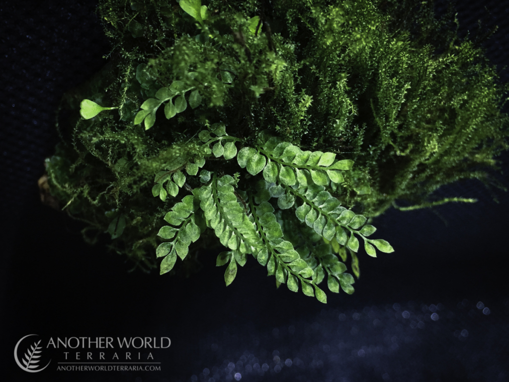 Asplenium holophlebium – Another World Terraria
