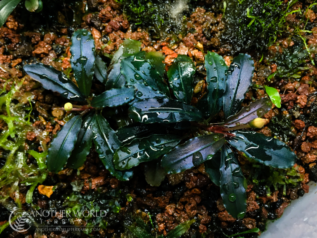 Bucephalandra Brownie Ghost 2011 – Another World Terraria