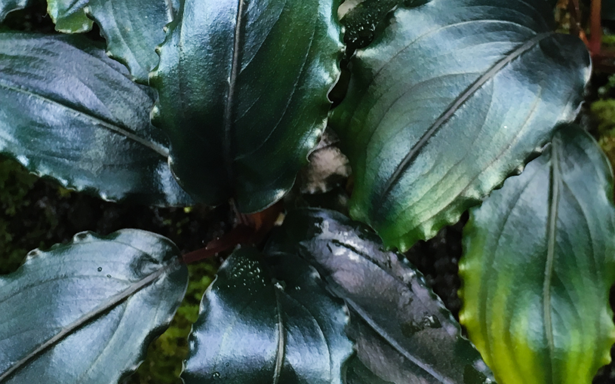 Bucephalandra – Another World Terraria